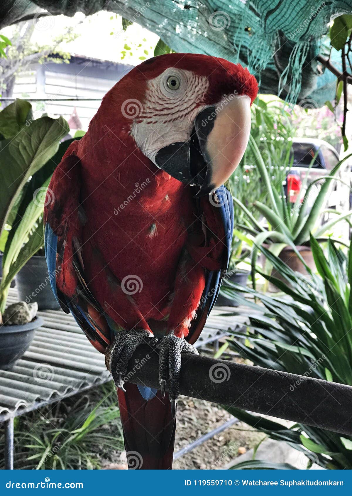 A cute Macaws. stock photo. Image of closeup, elegance - 119559710