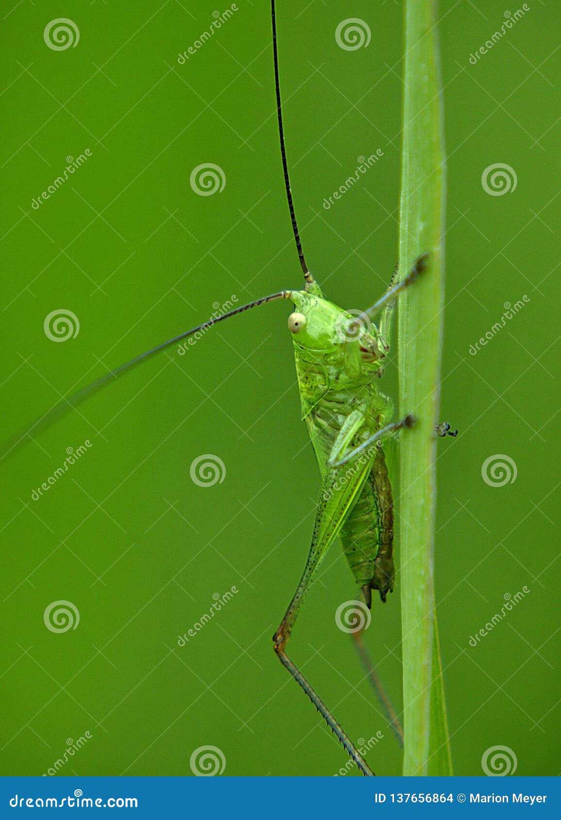 Cute Macro of a Green Grasshopper Stock Photo - Image of closeup ...