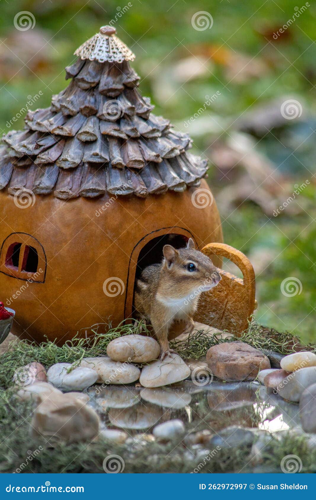 Magical Gourd House for a Chipmunk Stock Image - Image of gourd, leaf ...