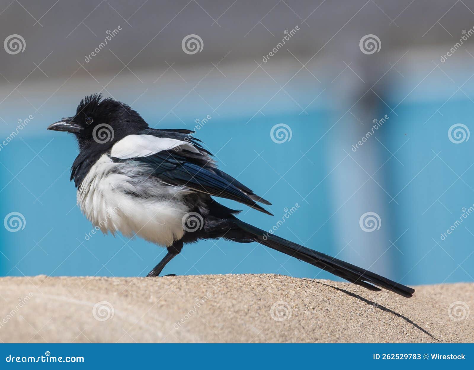 Cute magpie bird in a park stock image. Image of outdoors - 262529783
