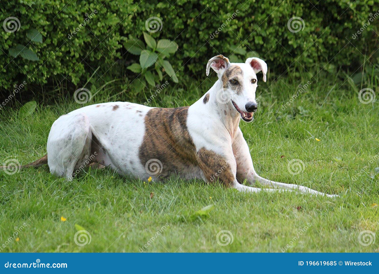 Cute Magyar Agar Dog Lying on the Grass Stock Image - Image of portrait ...