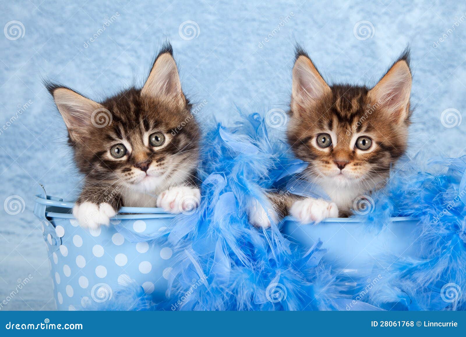 Cute Main Coon kittens stock photo. Image of young, pails - 28061768