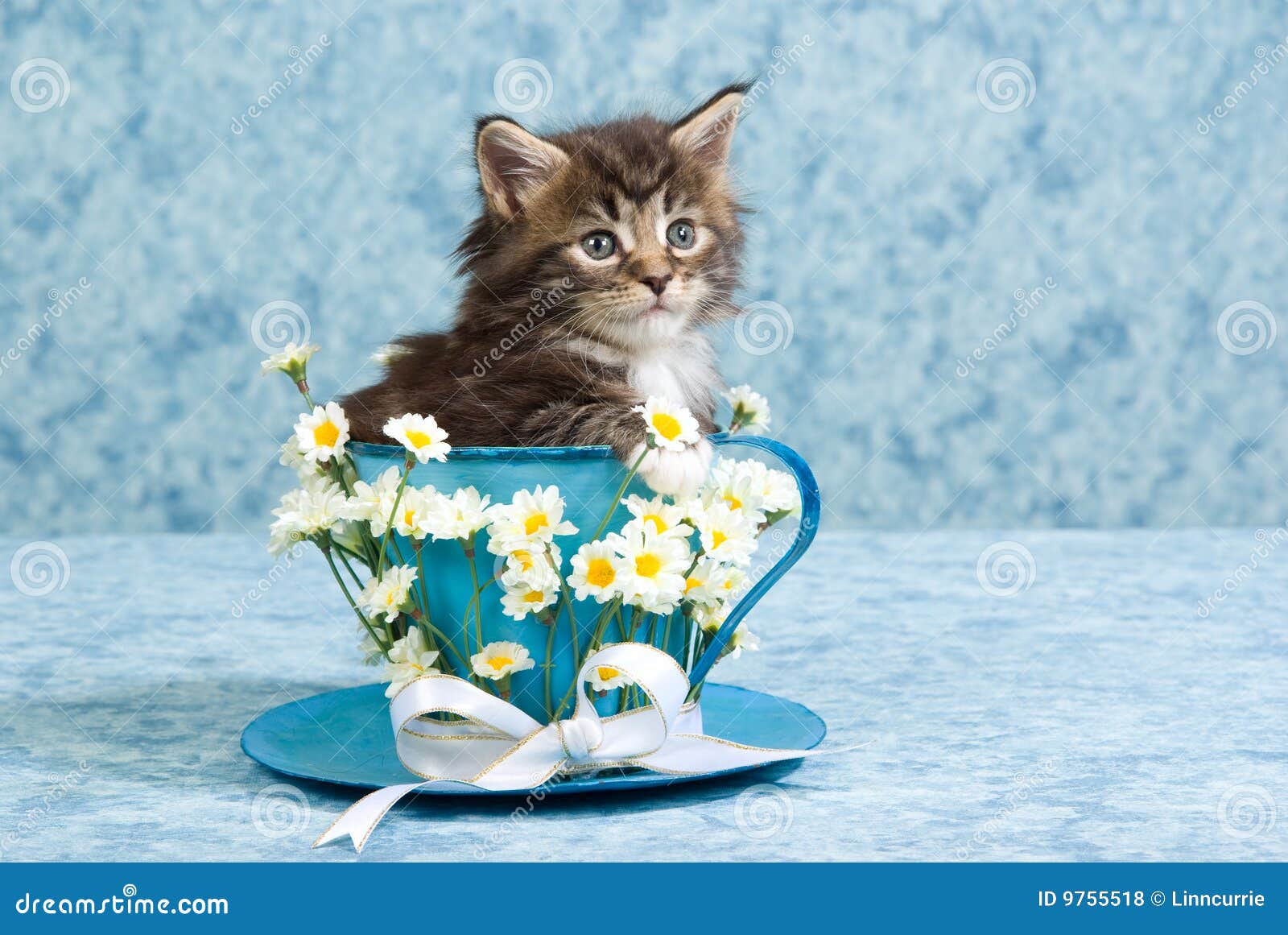 Cute Maine Coon Kitten in Large Tea Cup Stock Photo - Image of purebred ...