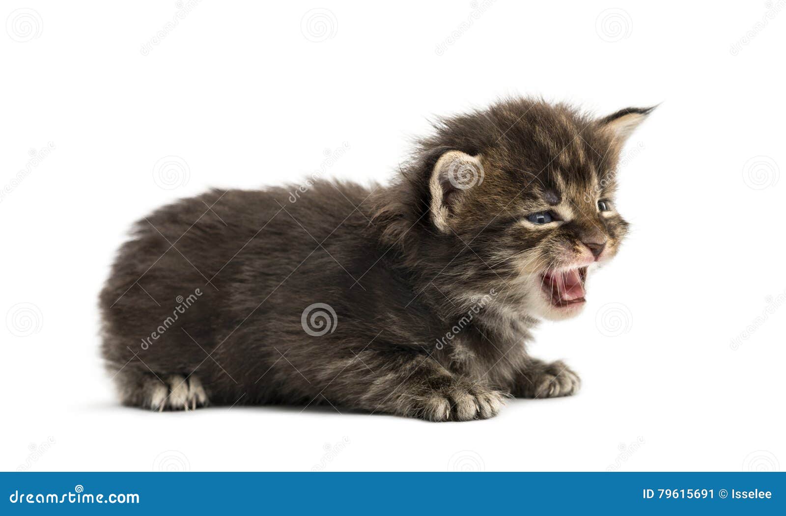 Cute Maine Coon Kitten Yawning Stock Image | CartoonDealer.com #37539613