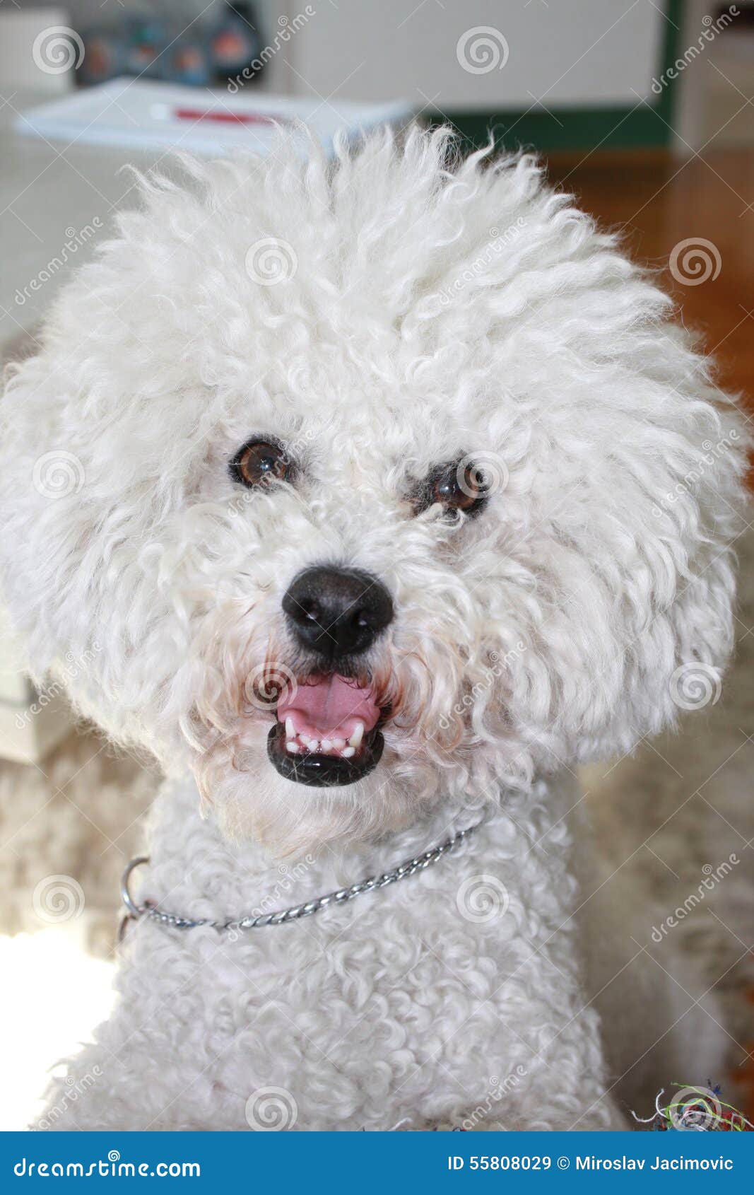 Cute male Bichon Frise stock image. Image of animal, puppy - 55808029