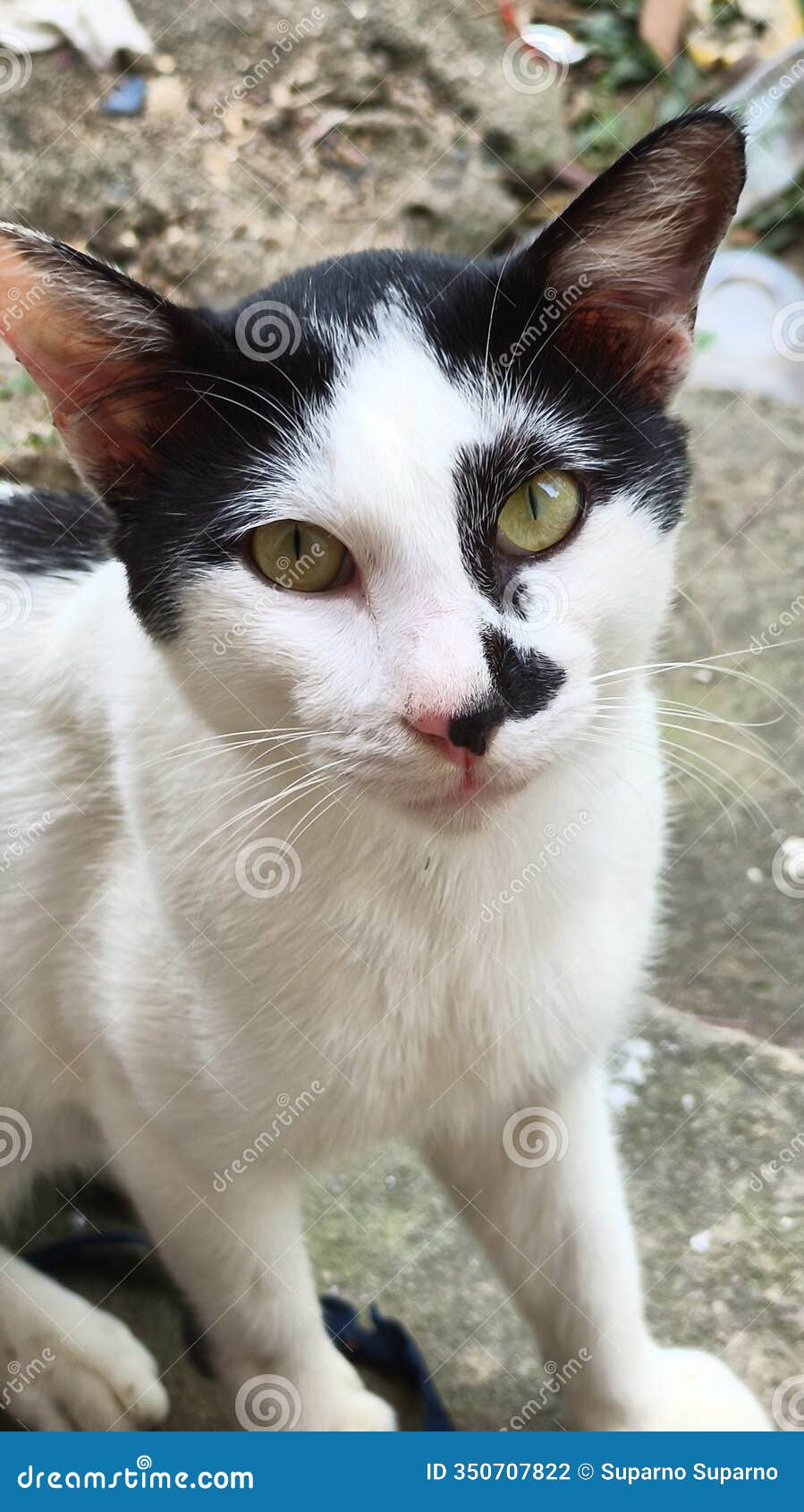 A Cute Male Cat Asked for Fish Stock Photo - Image of fish, cute: 350707822