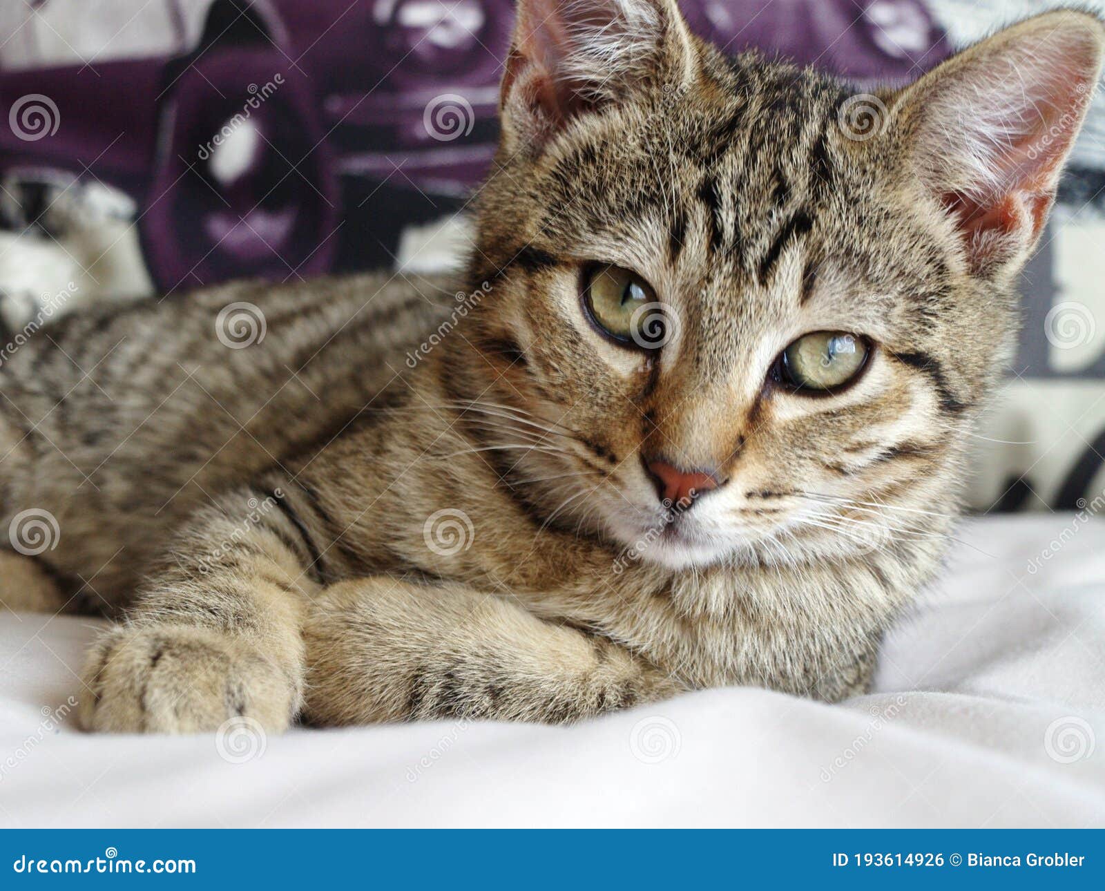 Cute male Tabby kitten stock photo. Image of tabby, male - 193614926