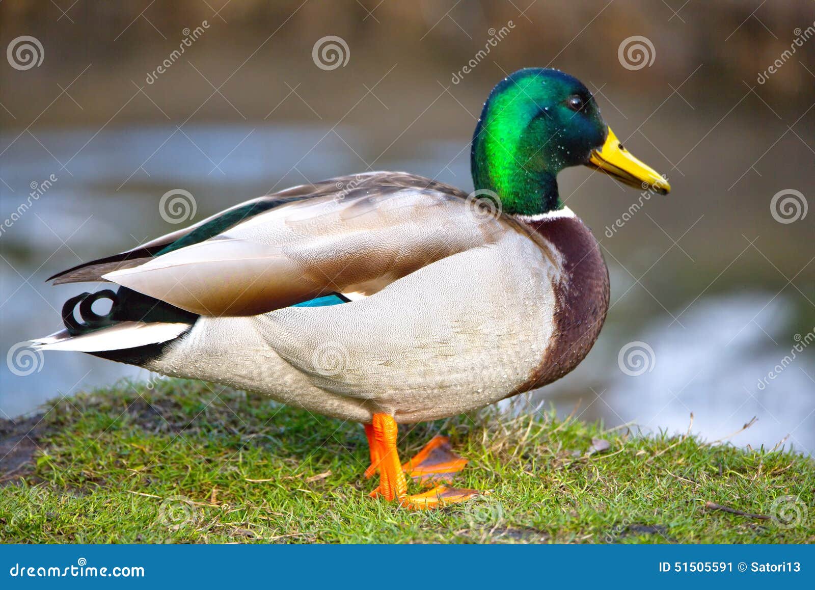 Cute mallard stock image. Image of ducky, wildlife, bird - 51505591