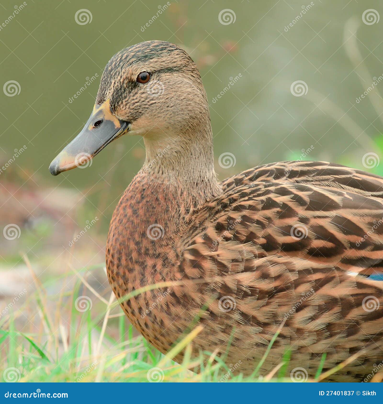 Cute Mallard Duck Close-Up stock image. Image of outside - 27401837