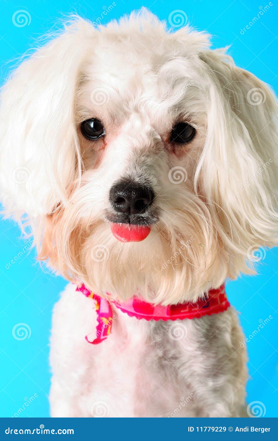 Cute maltese dog on blue stock image. Image of animal - 11779229