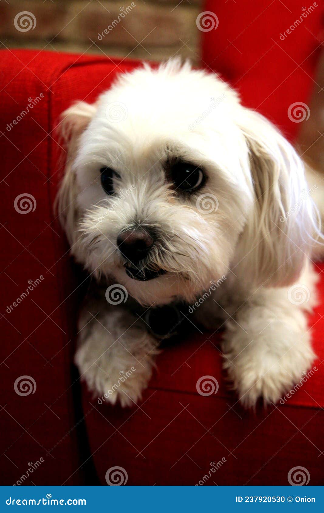 Shitzu Dog Looking Up Showing His Teeth A Disheveled Stock Image ...