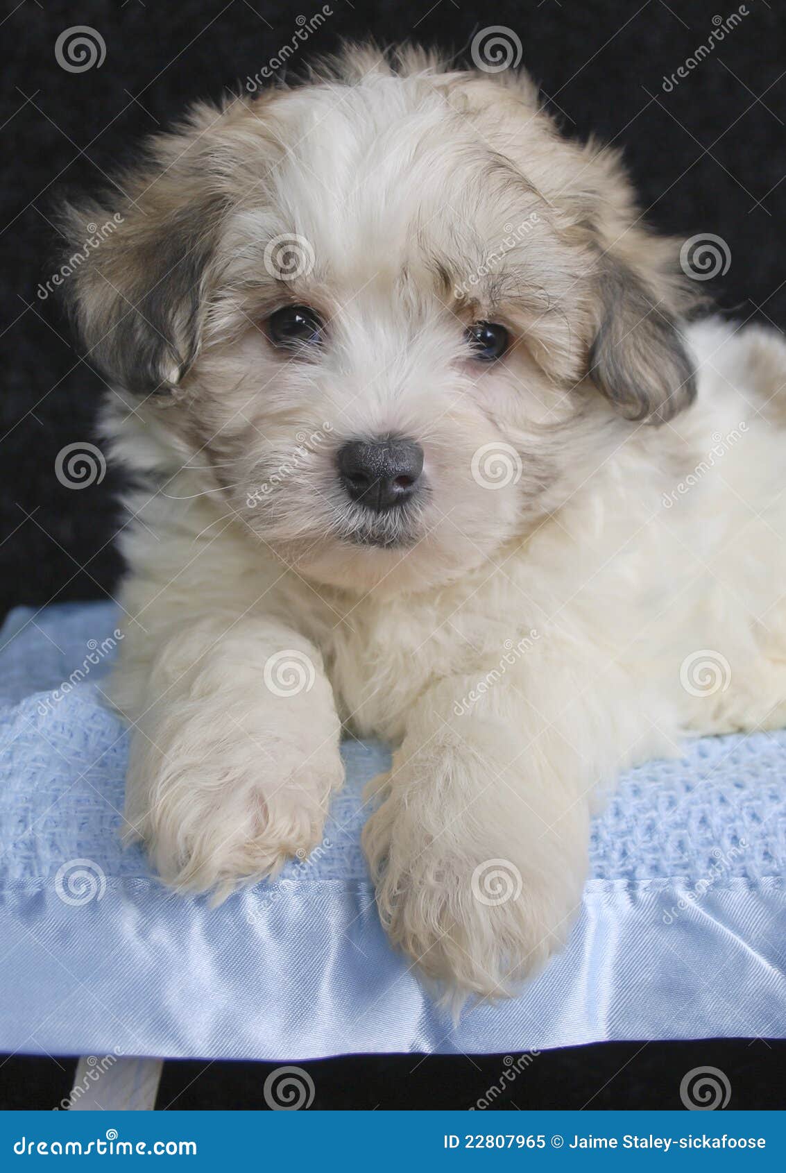 Cute Malti-Poo Puppy stock image. Image of black, domestic - 22807965