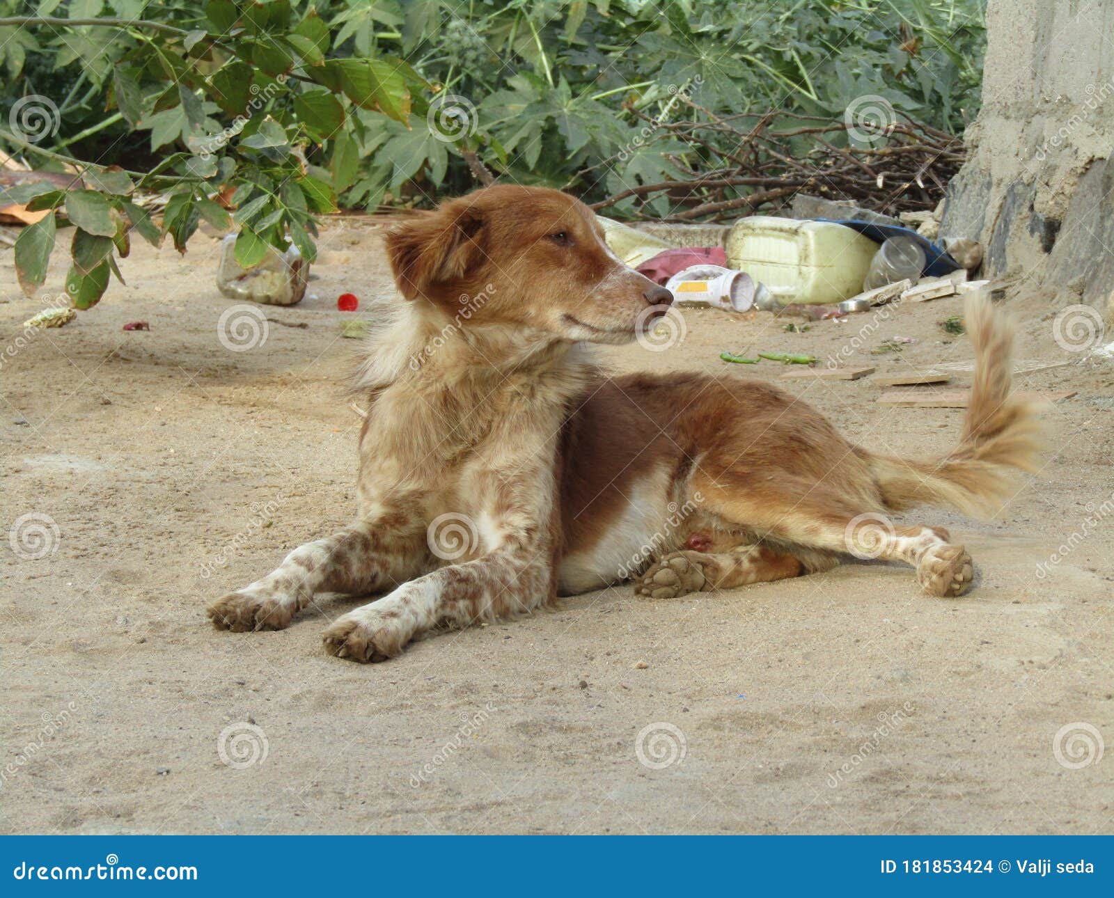 Cute Mammals Dog .sit Under Tha Tree Stock Photo - Image of mammals ...