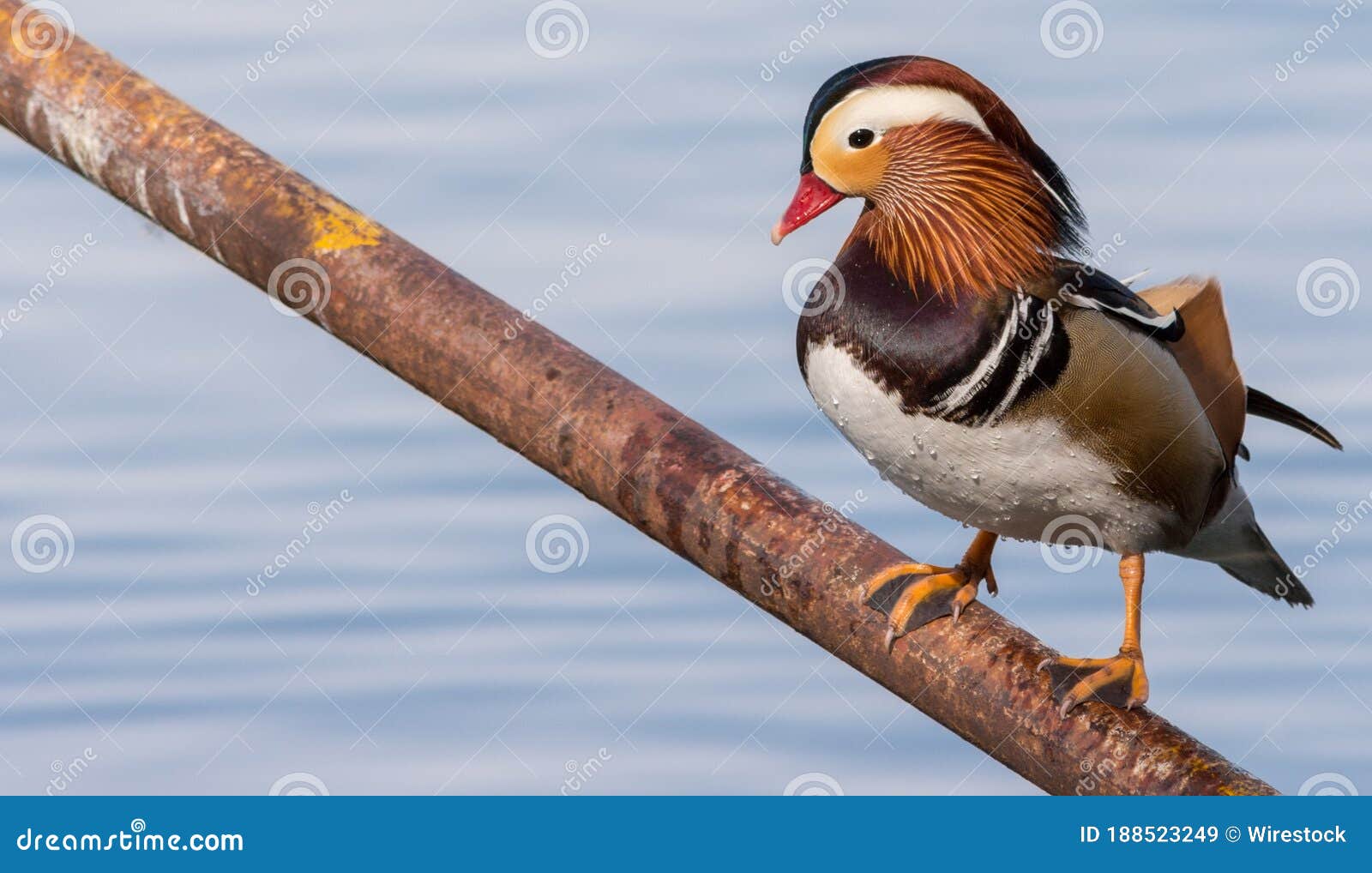 Cute Mandarin Duck Sitting on a Rusty Iron Tube Stock Image - Image of ...