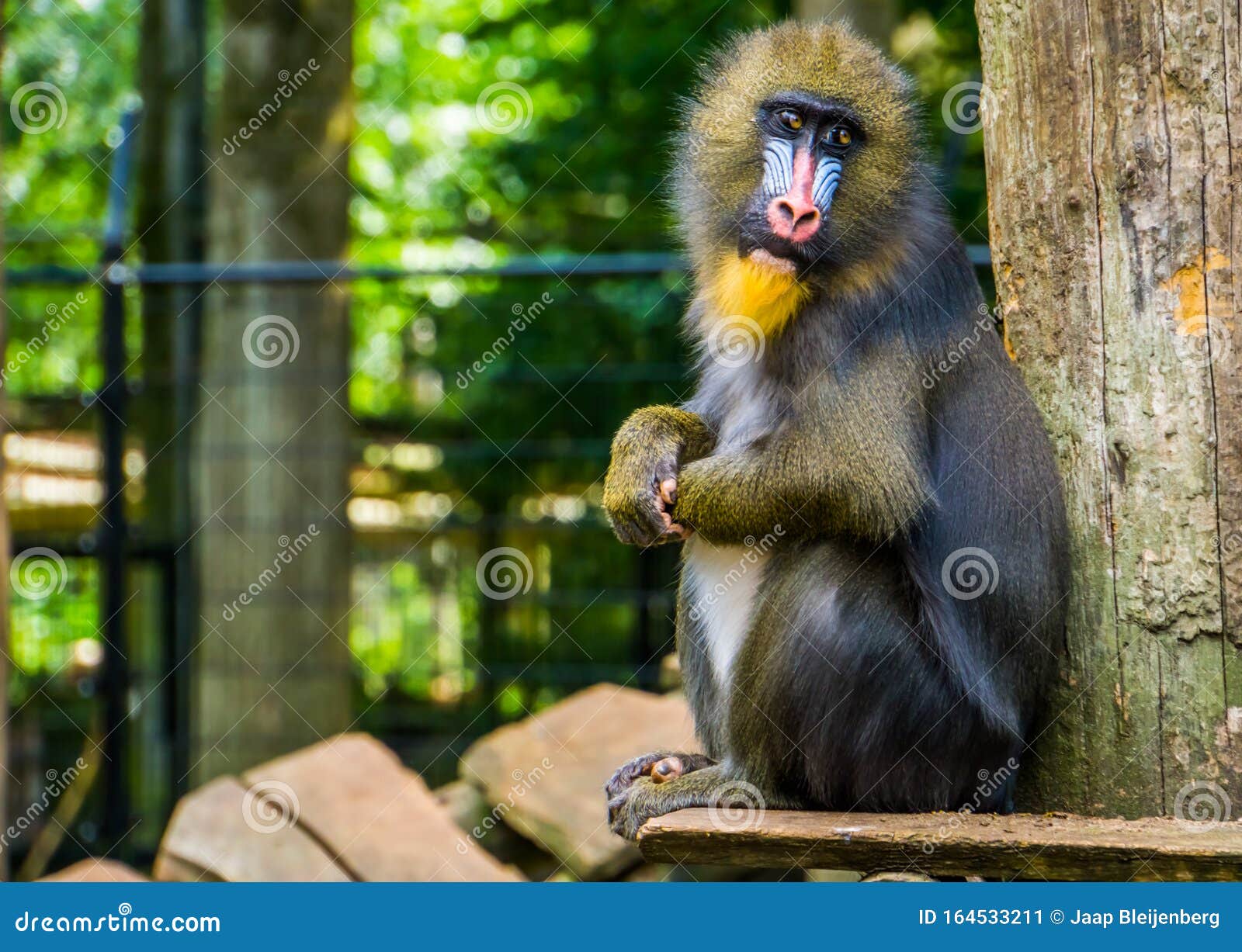 Cute Mandrill Looking Towards Camera, Vulnerable Baboon Specie from ...