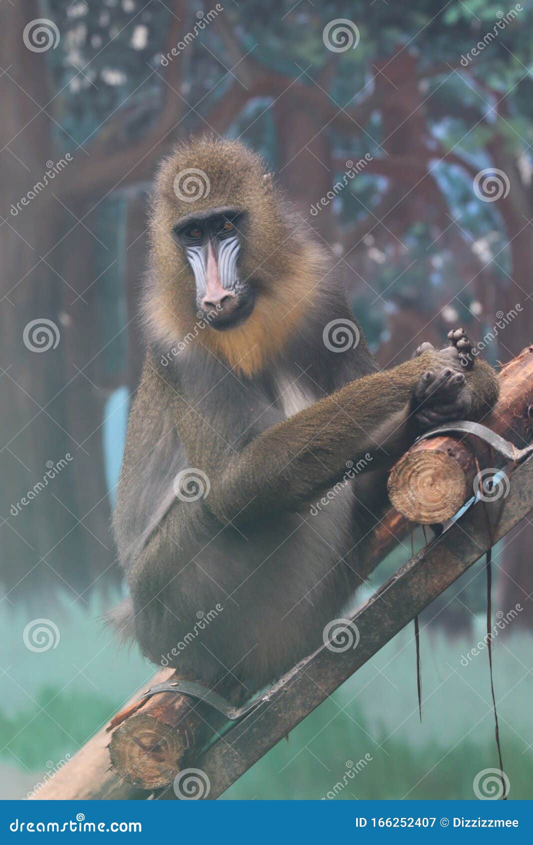 Close up Mandrill Monkey stock image. Image of staring - 166252407