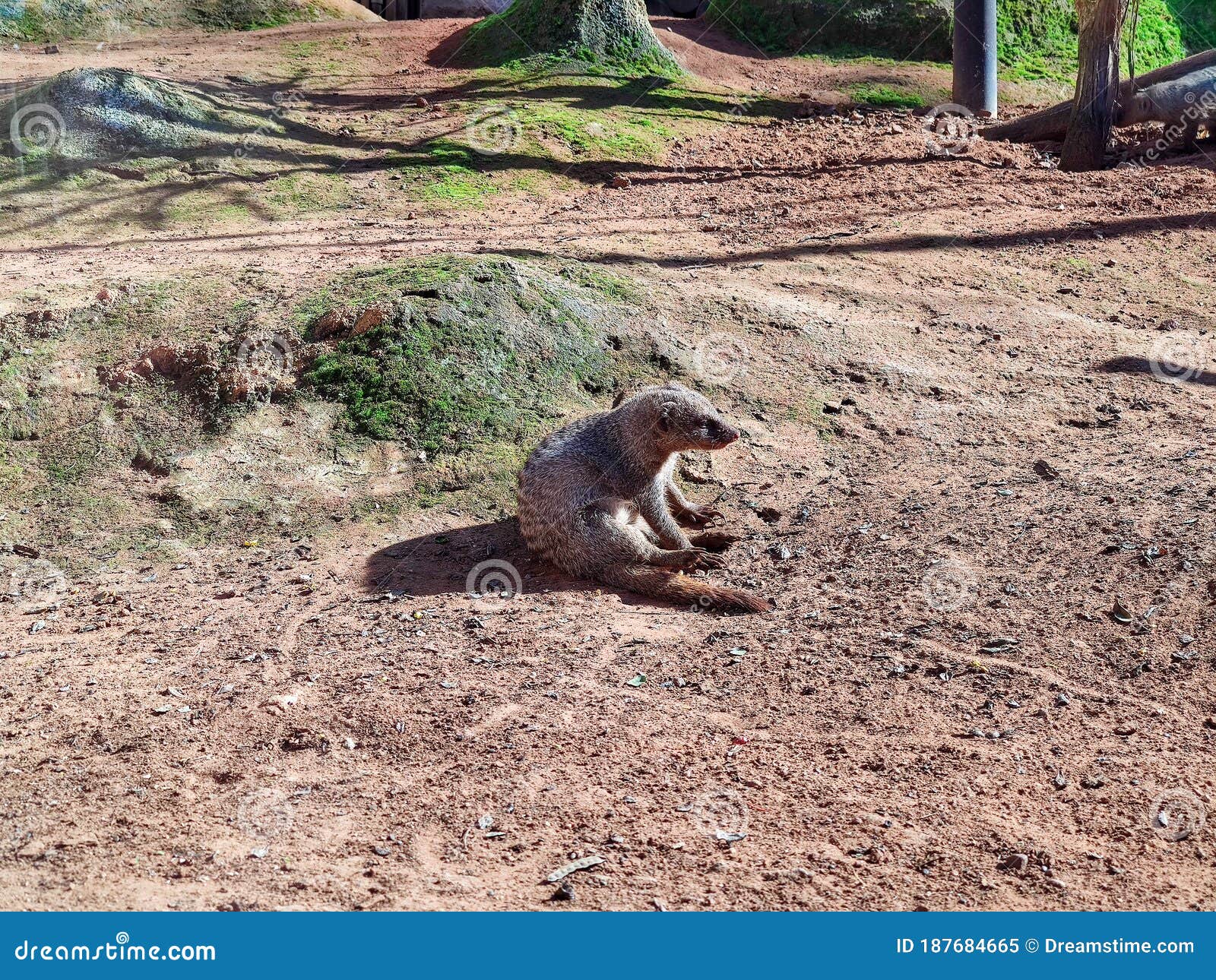 A Cute Mangoose Looks Surprised. High Quality Photo Stock Image - Image ...