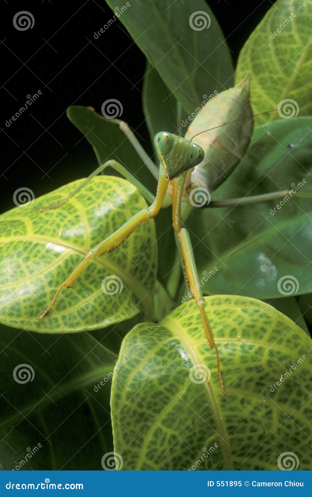 Cute mantis stock image. Image of beautiful, stare, leaf - 551895