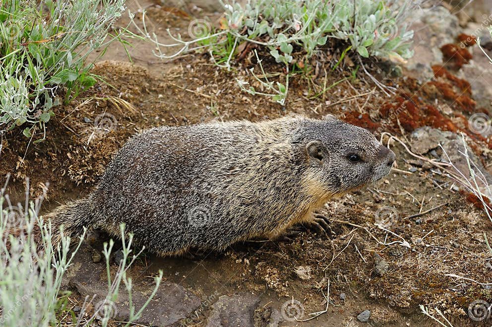 Cute marmot stock photo. Image of falls, marmot, park - 17780176