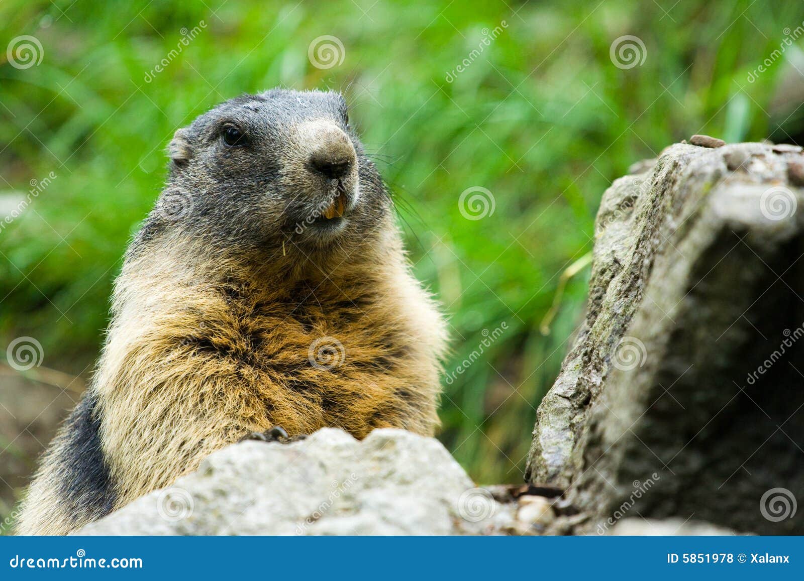 Cute marmot stock photo. Image of ground, alps, cute, close - 5851978