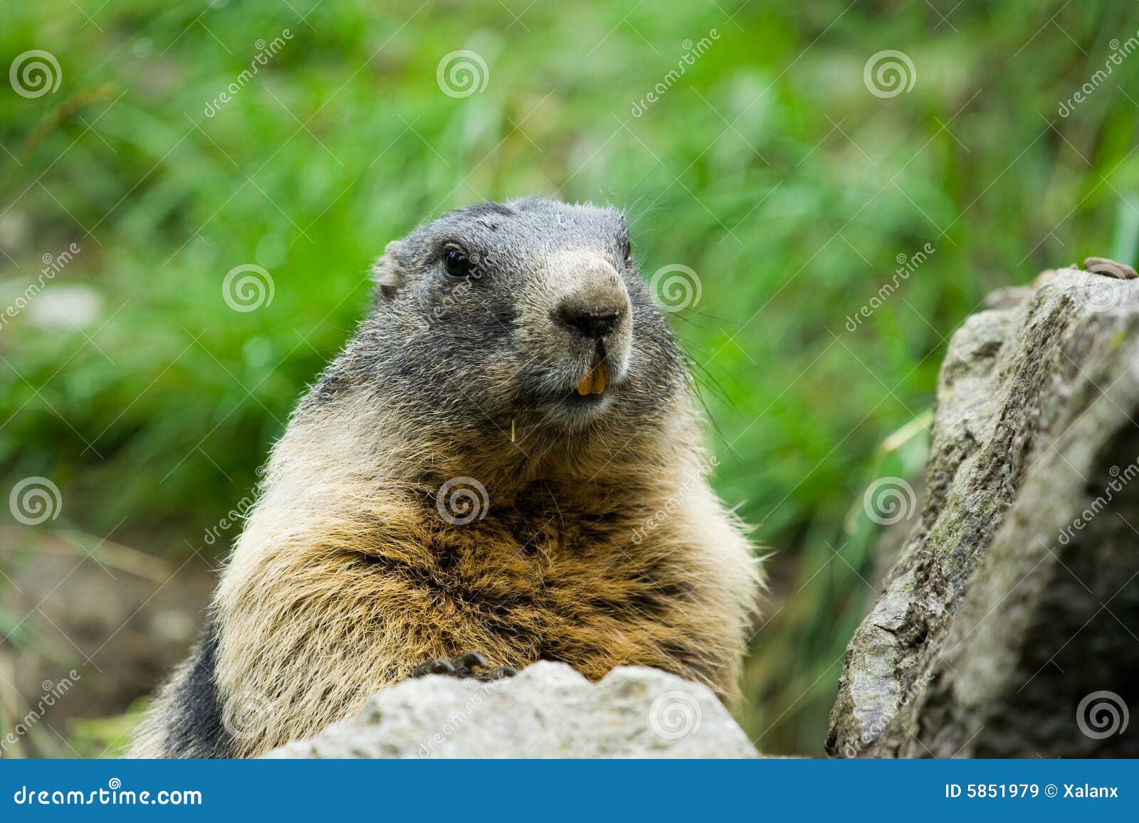 Cute marmot stock image. Image of animal, yellow, alert - 5851979