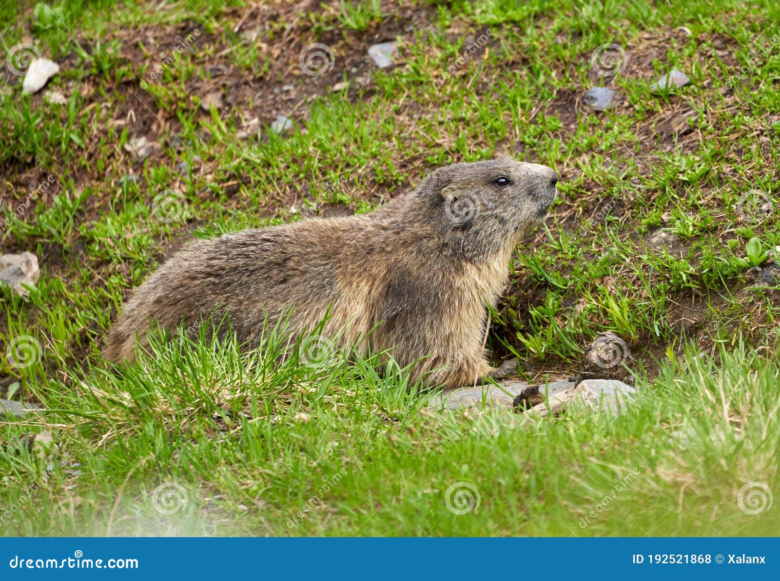 Cute marmot in the wild stock photo. Image of teeth - 192521868