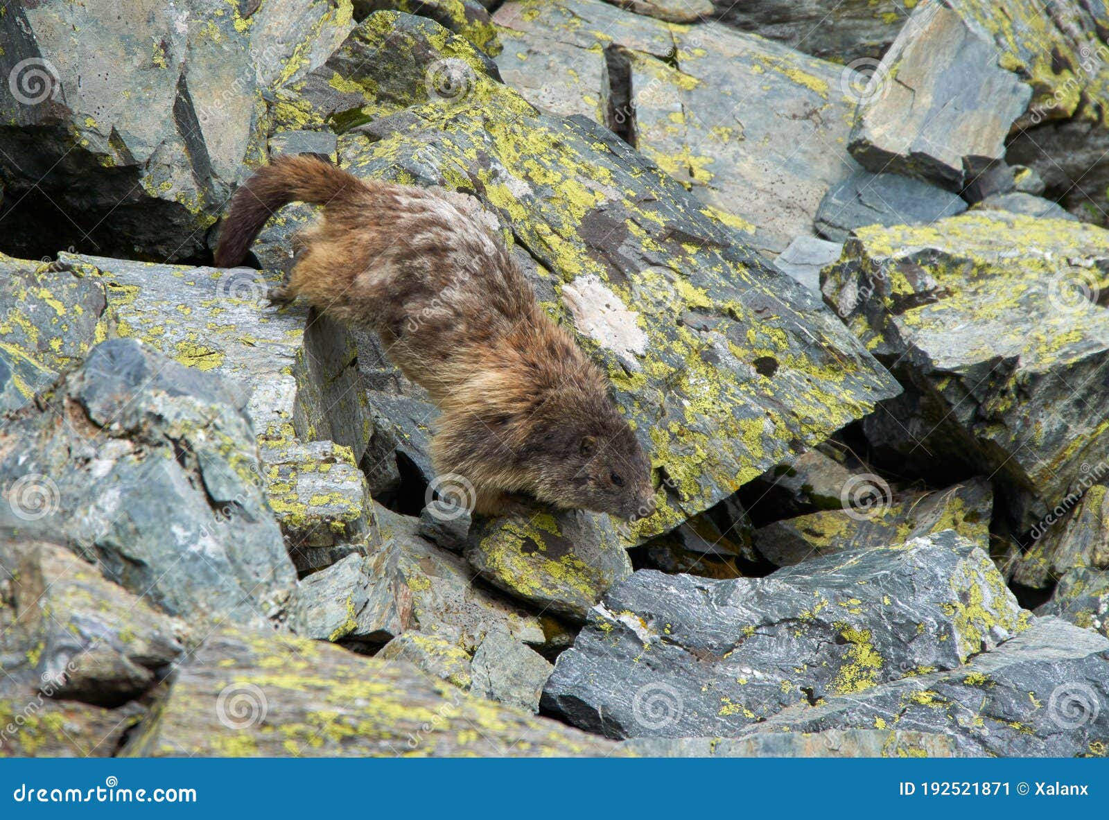 Cute marmot in the wild stock image. Image of outdoors - 192521871