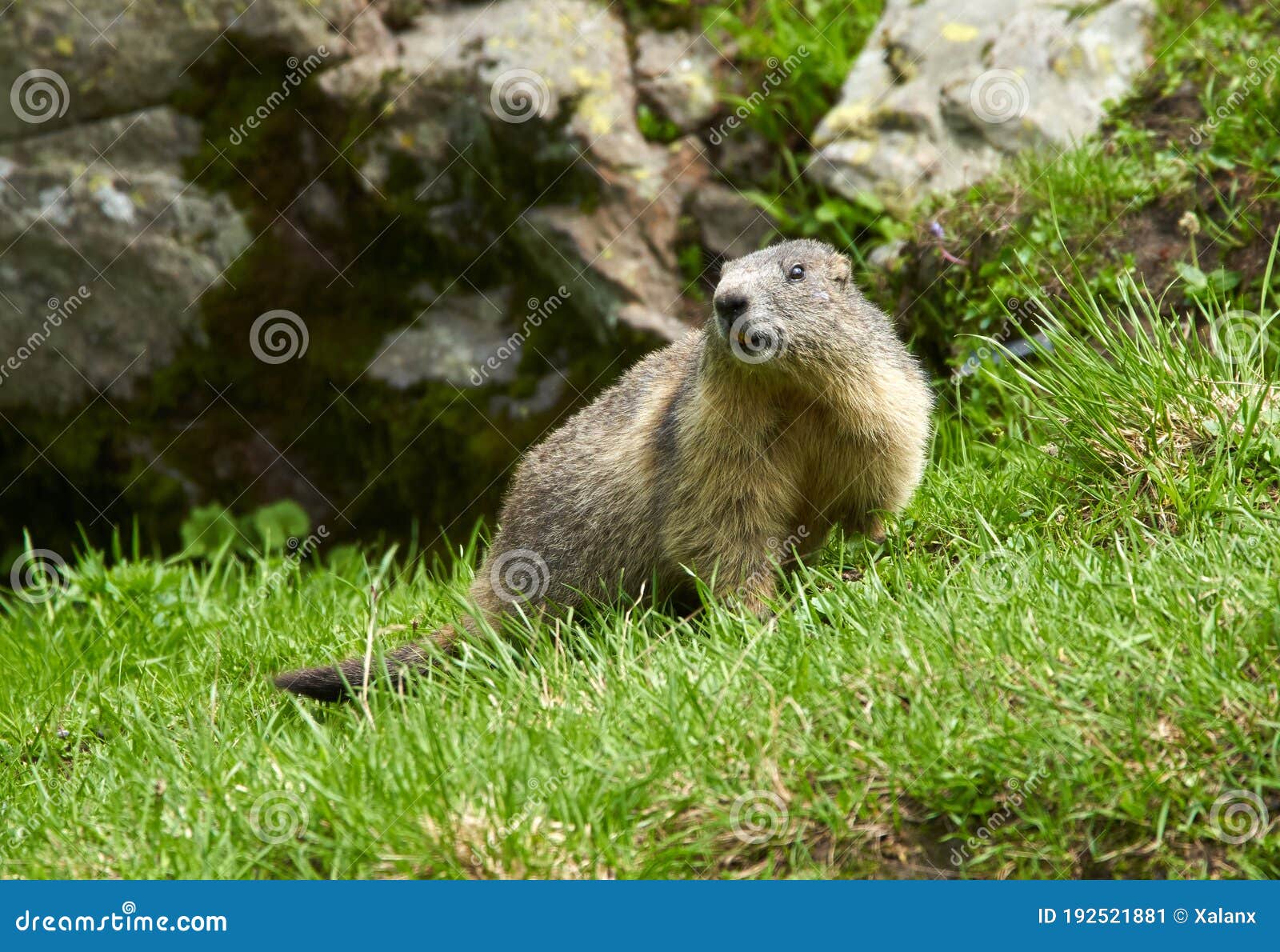 Cute marmot in the wild stock image. Image of lookout - 192521881