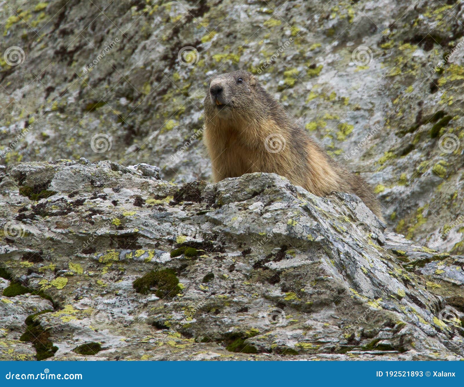 Cute marmot in the wild stock image. Image of wildlife - 192521893