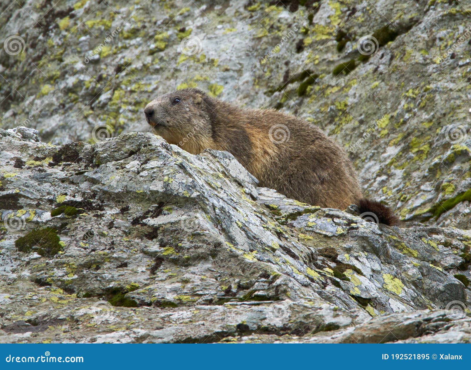 Cute marmot in the wild stock image. Image of rodent - 192521895
