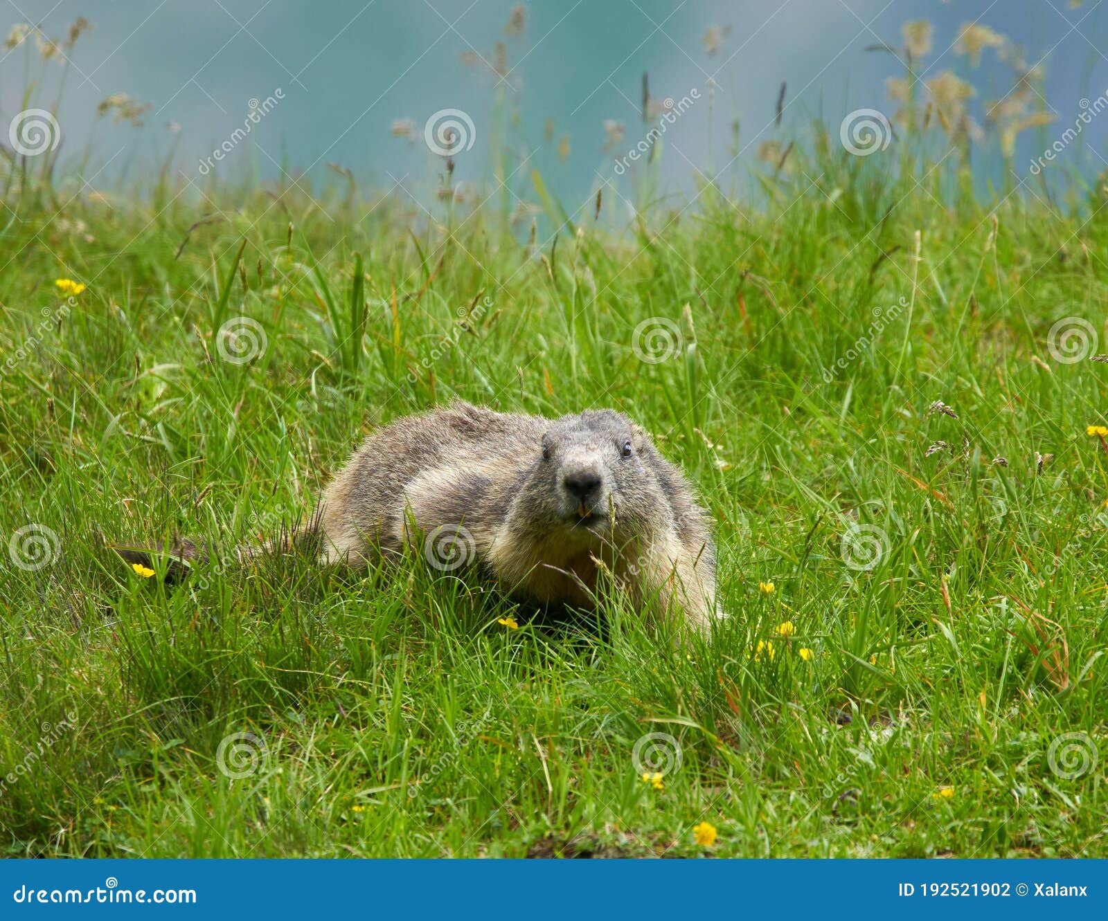 Cute marmot in the wild stock photo. Image of hand, rodent - 192521902
