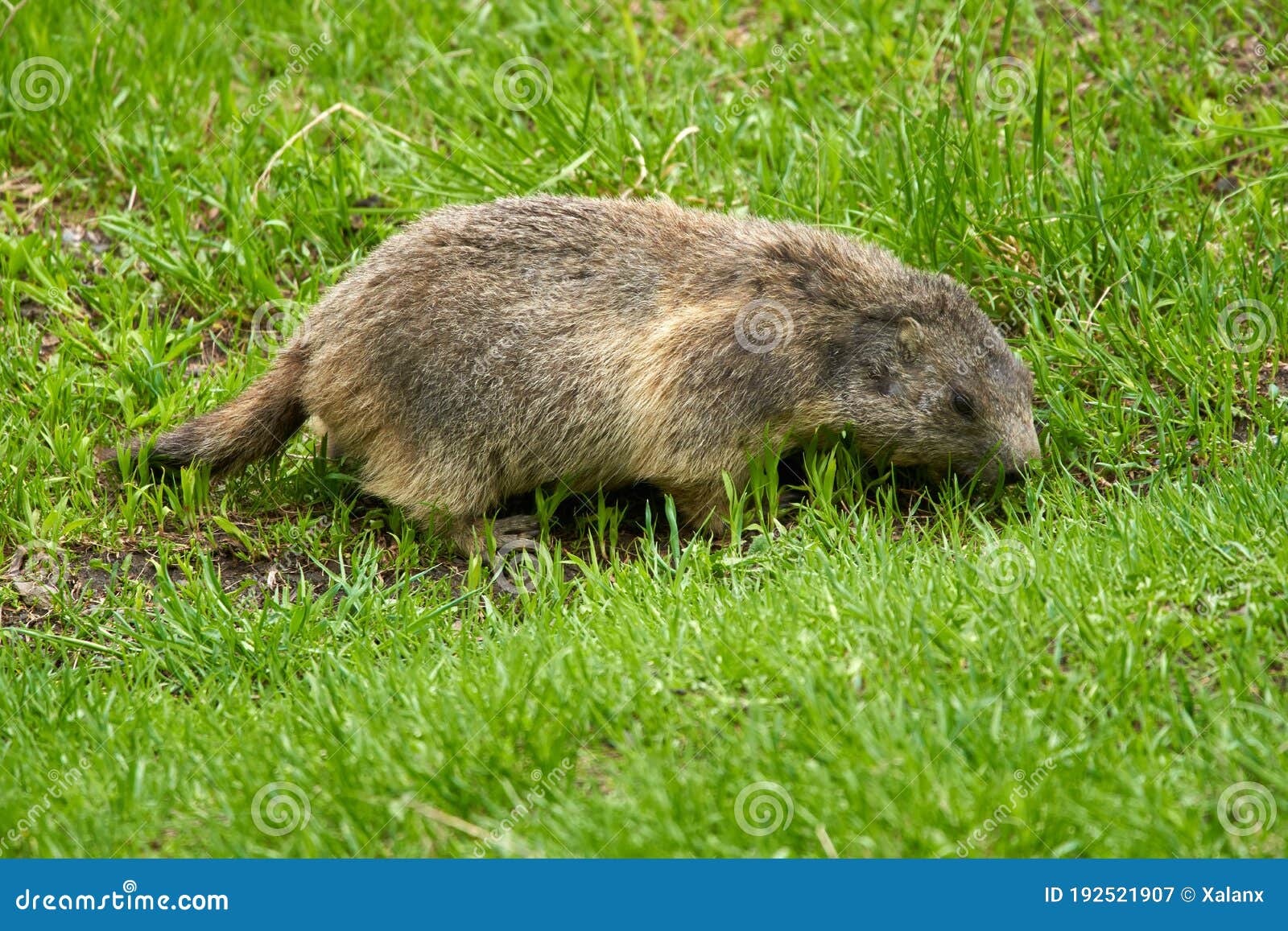 Cute marmot in the wild stock image. Image of watchful - 192521907