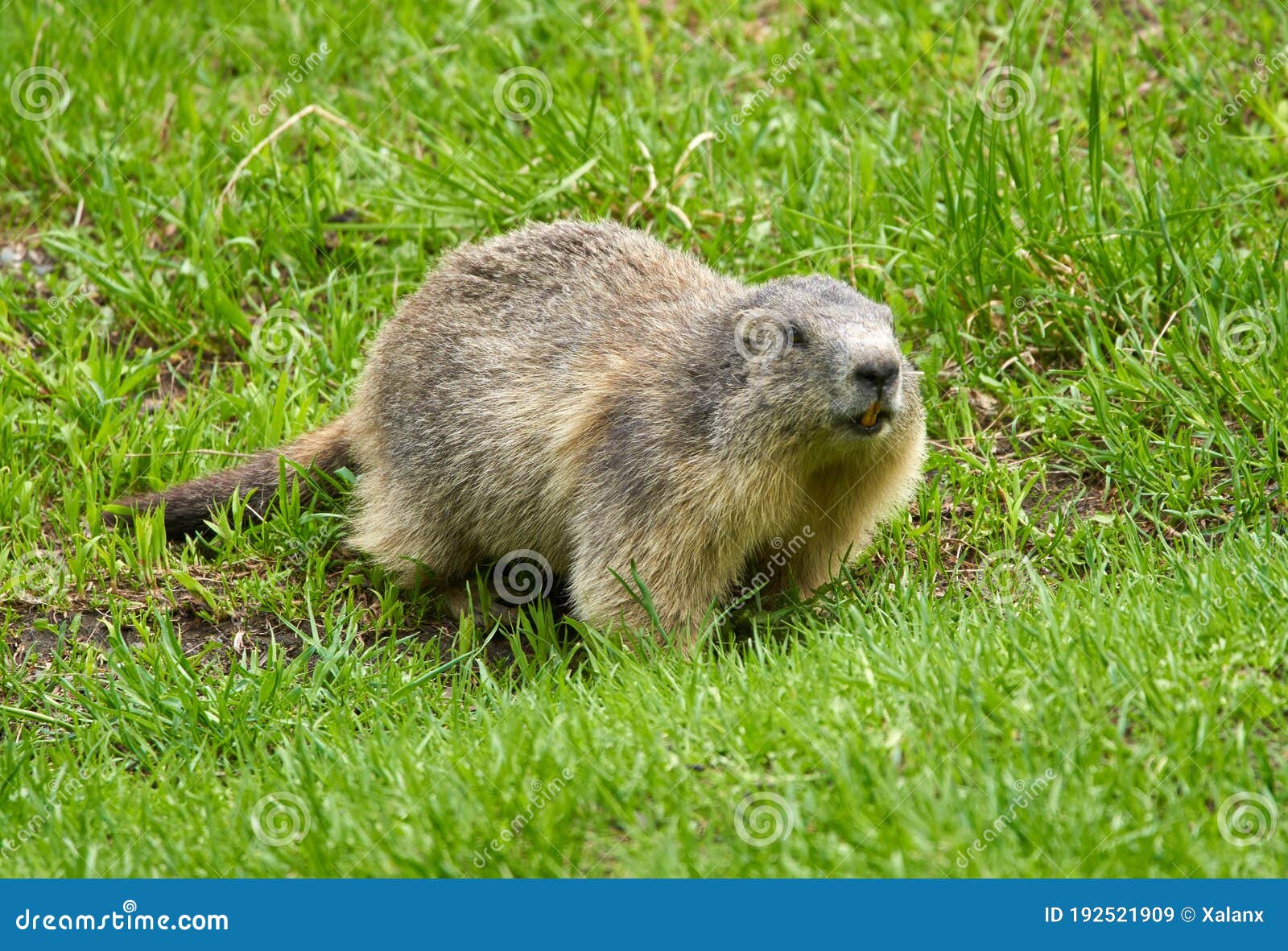 Cute marmot in the wild stock image. Image of yellow - 192521909