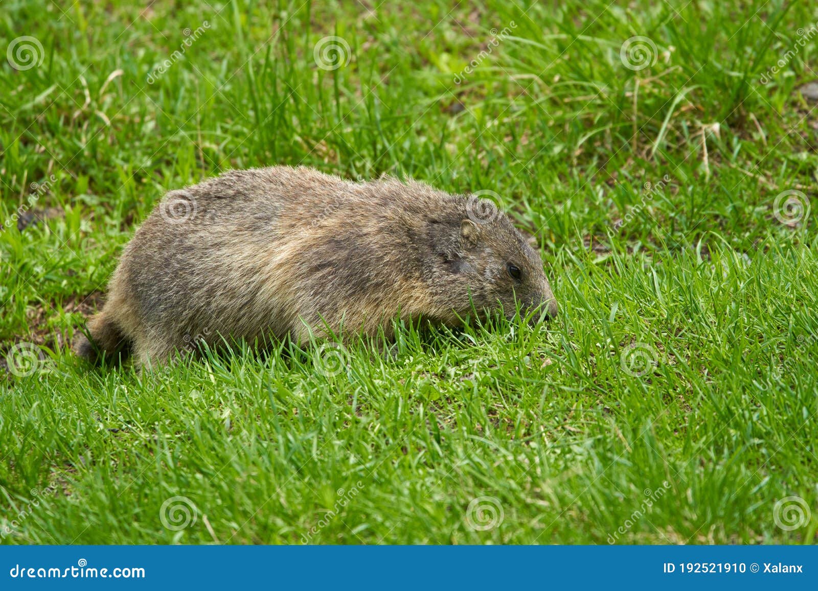 Cute marmot in the wild stock photo. Image of whiskers - 192521910