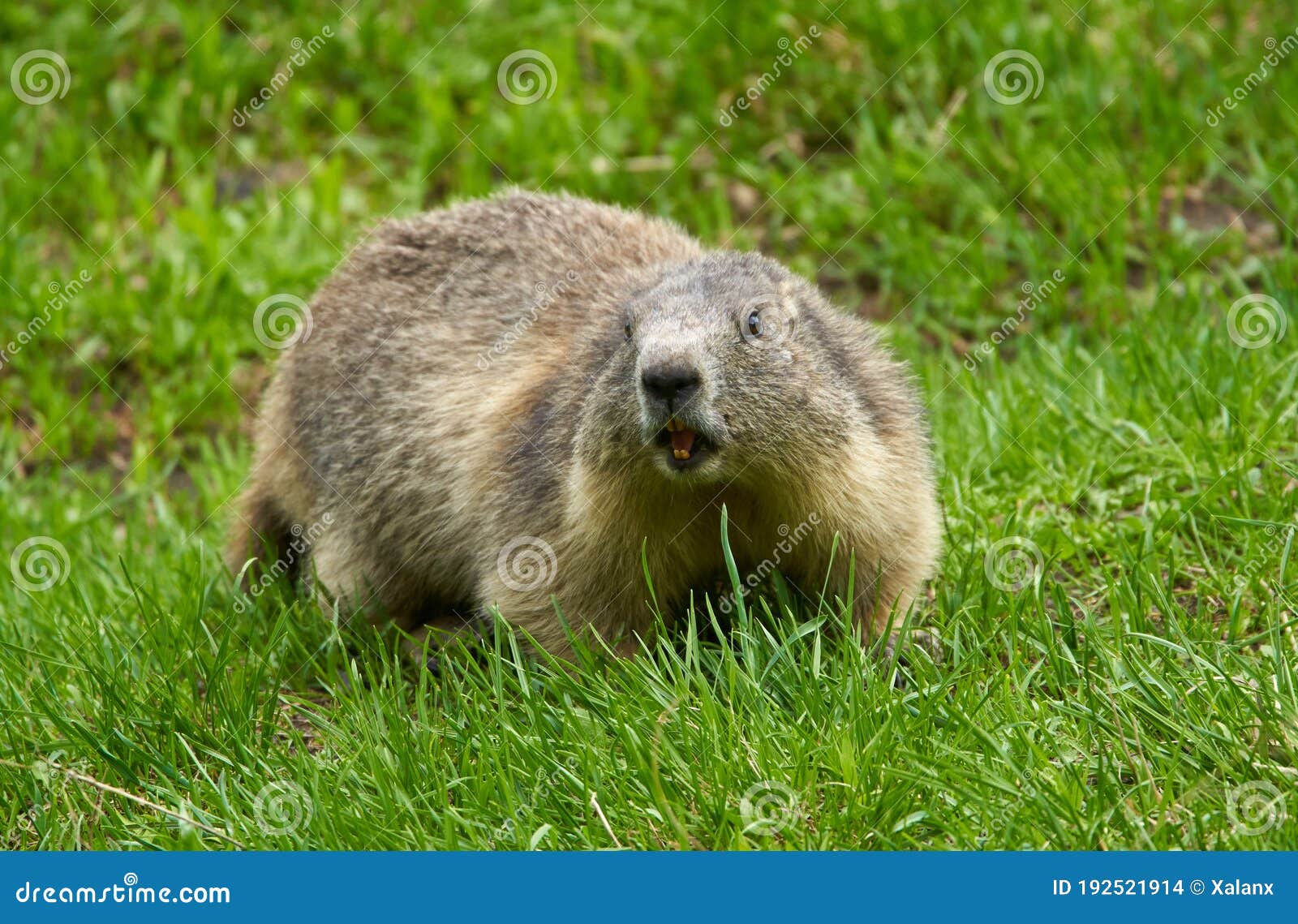 Cute marmot in the wild stock photo. Image of holiday - 192521914