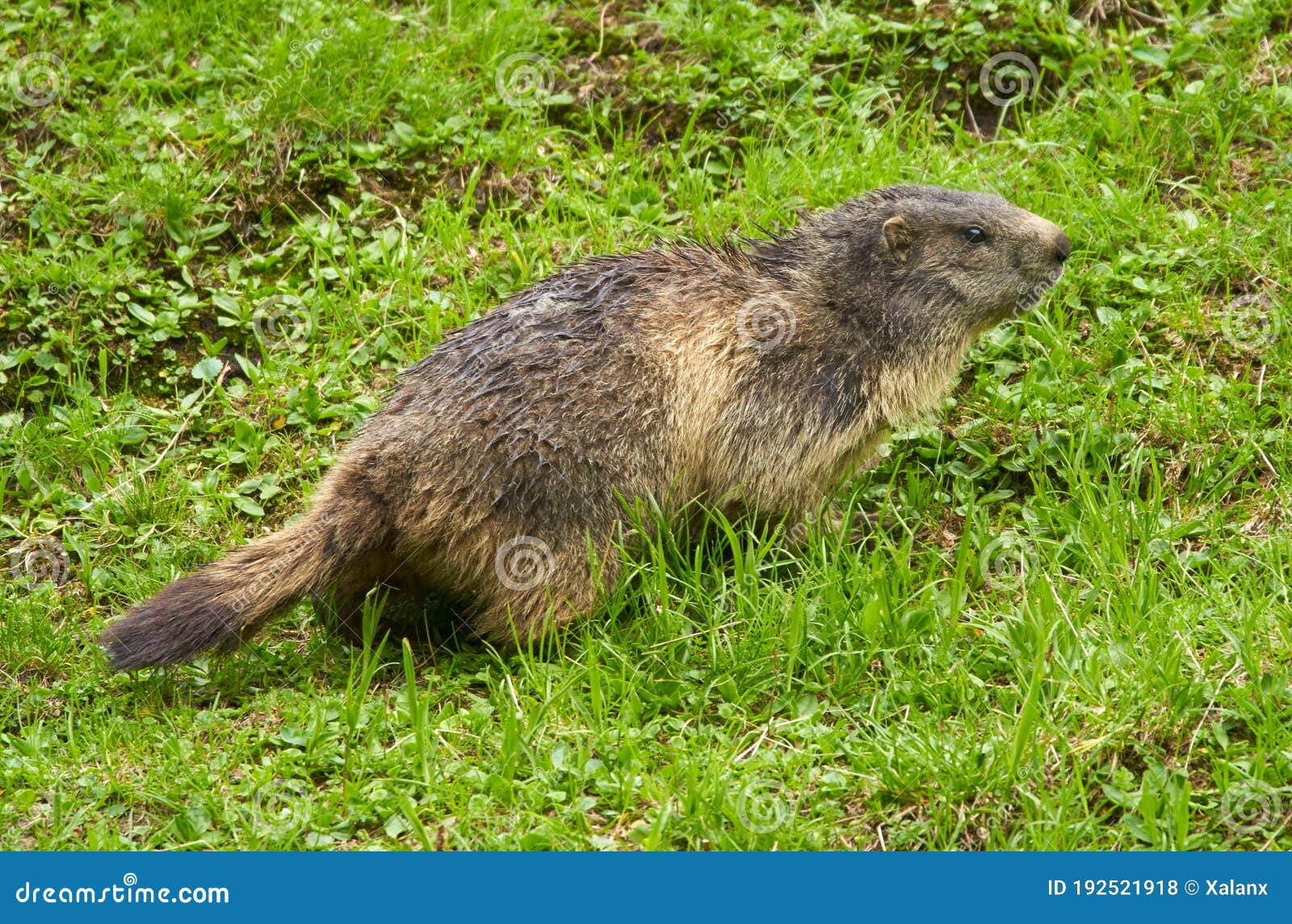 Cute marmot in the wild stock photo. Image of closeup - 192521918