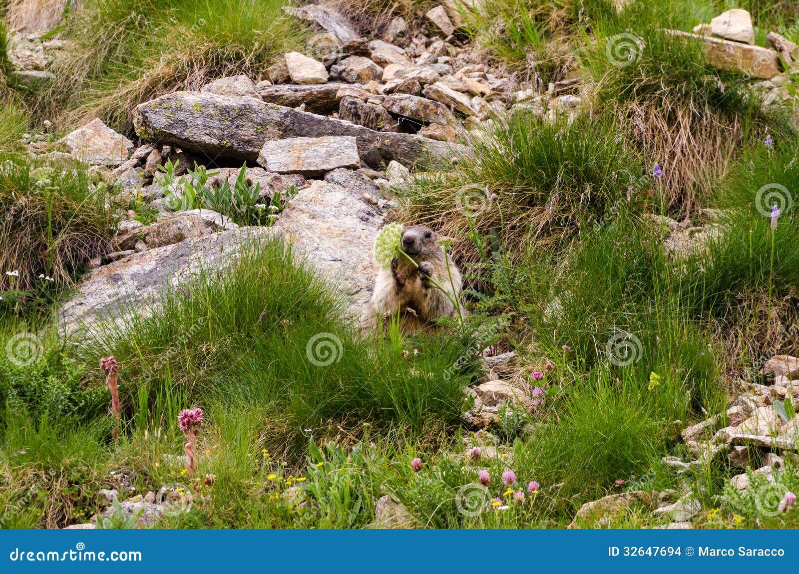 Cute marmot stock photo. Image of alps, field, marmota - 32647694