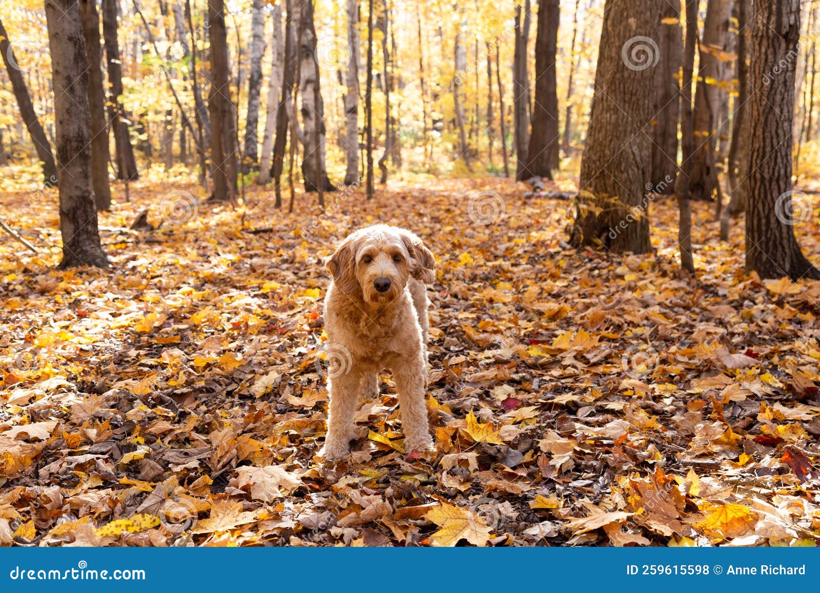 Cute Medium-sized Golden Doodle Dog Standing Unleashed in Woods Path ...