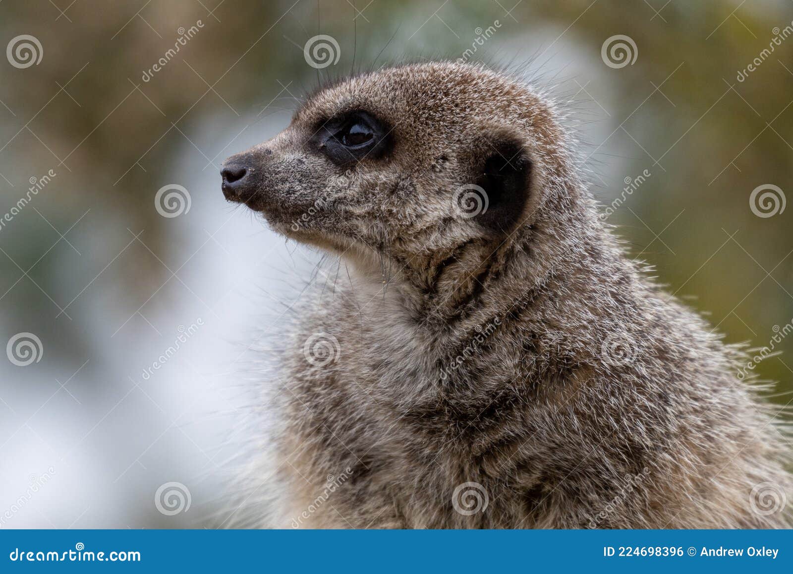 A Cute Meercat Portrait Close Up Stock Photo - Image of meercat, alert ...