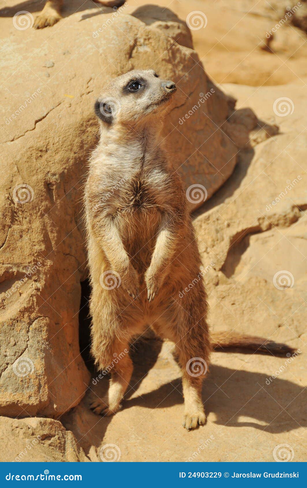 Cute Meerkat Stands On Its Hind Legs And Looks Around. A Family Of ...