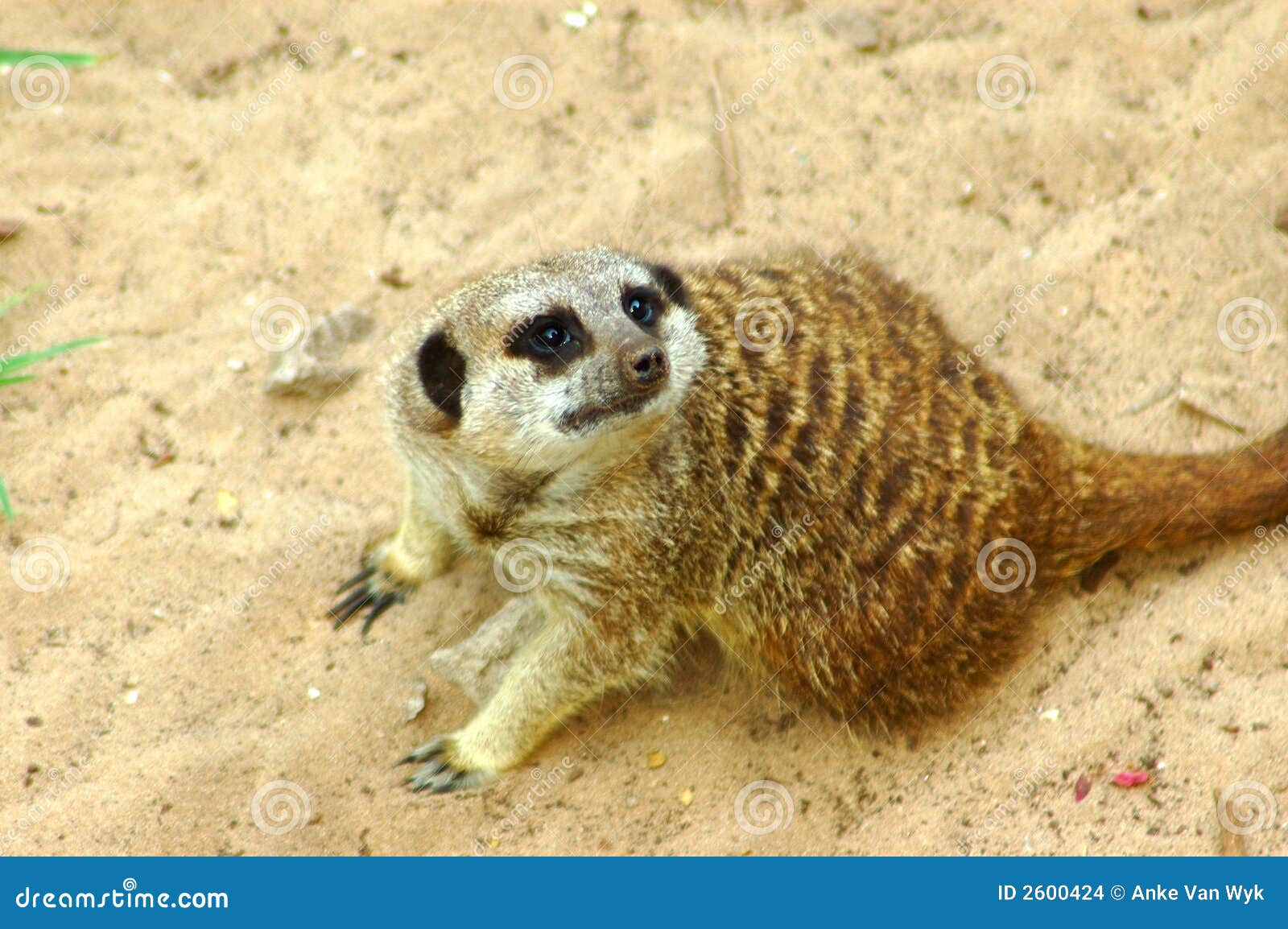 Cute meerkat stock photo. Image of mammal, sandy, suricata - 2600424