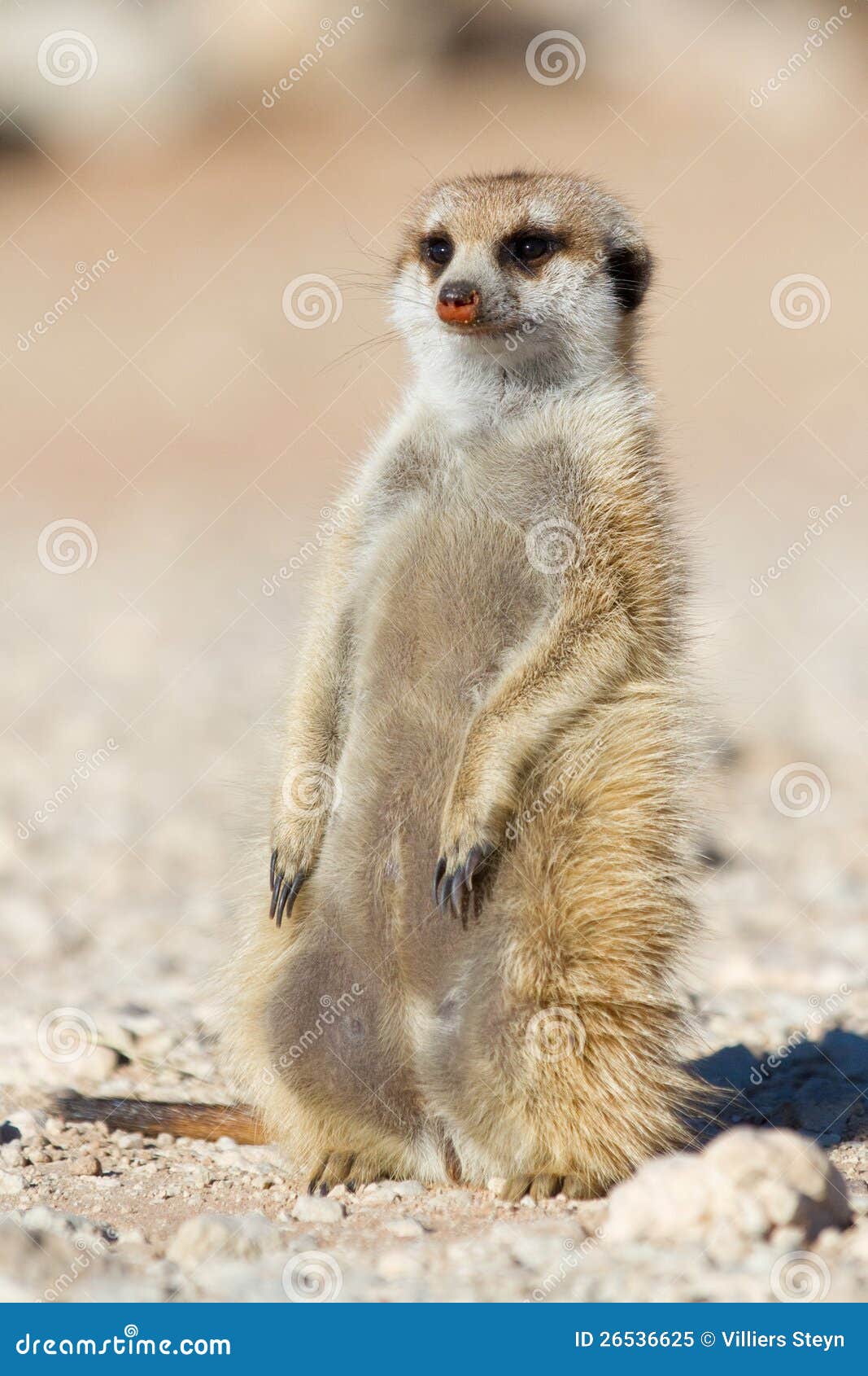 Cute meerkat stock image. Image of safari, uniform, animal - 26536625