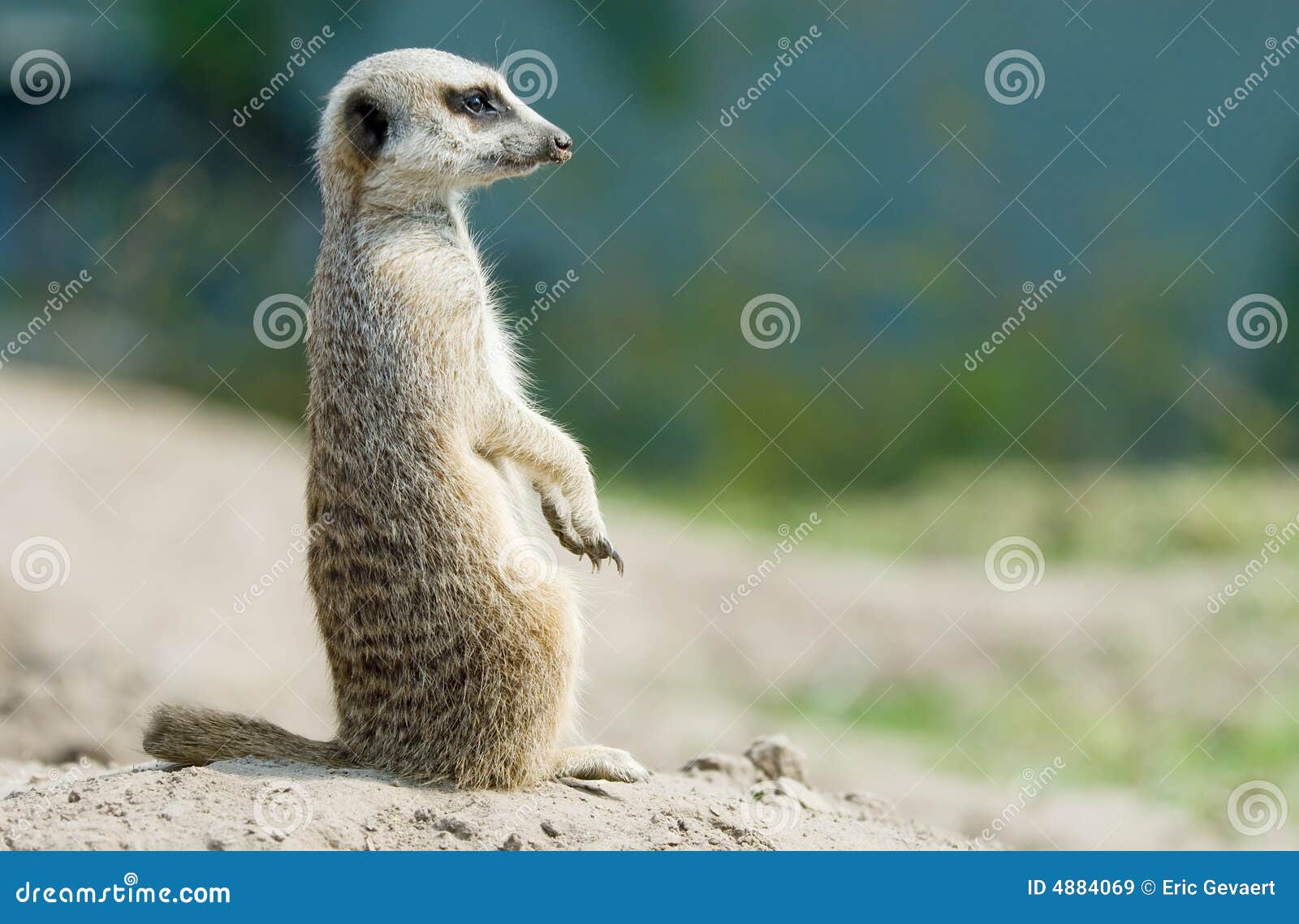 Cute meerkat stock image. Image of furry, lookout, adorable - 4884069