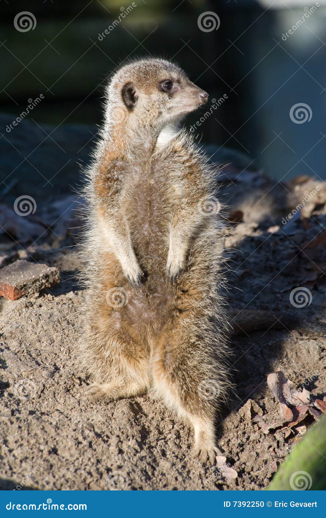 Cute meerkat stock photo. Image of cute, desert, wildlife - 7392250
