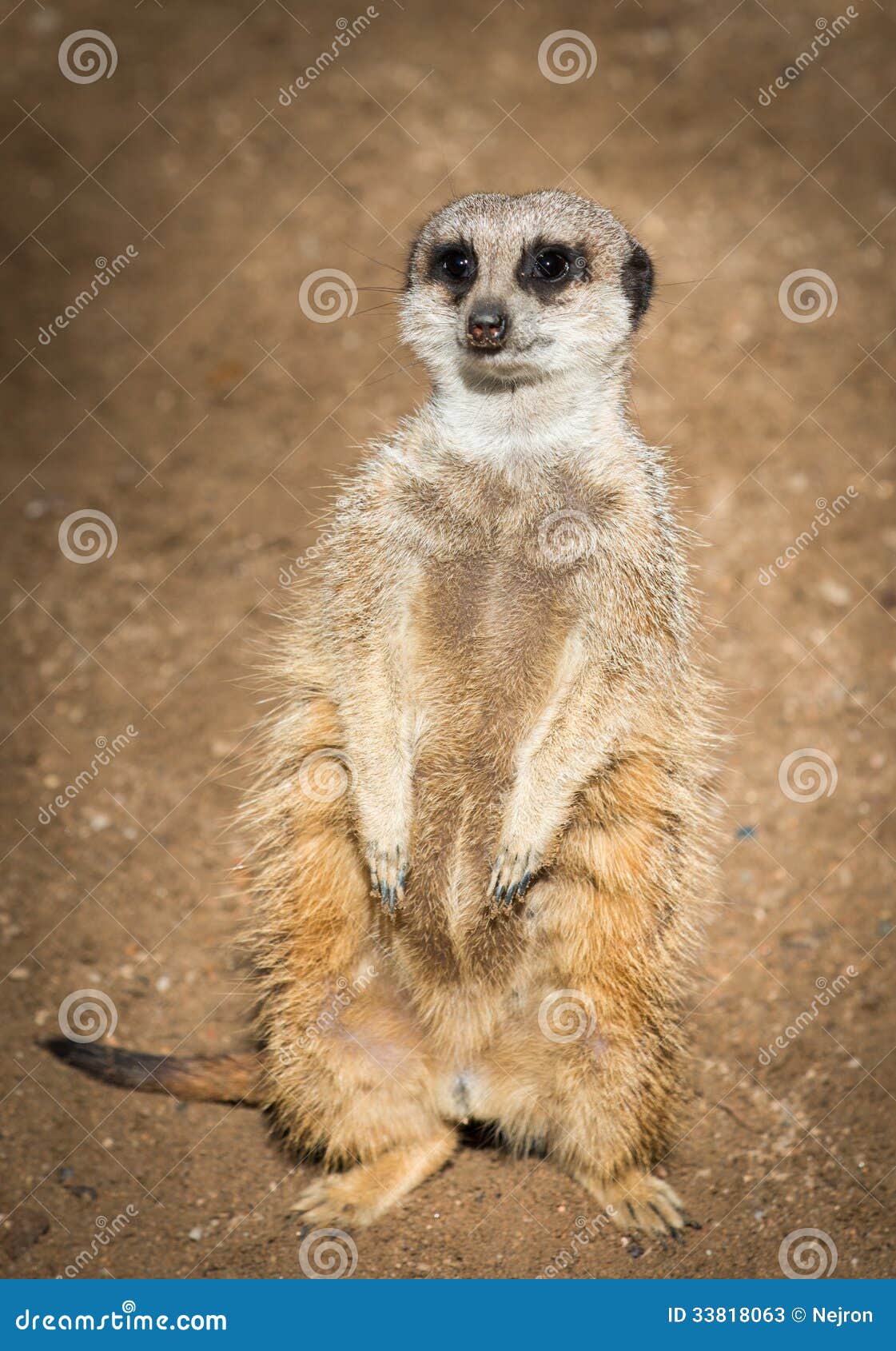 Cute meerkat stock image. Image of predator, face, cave - 33818063