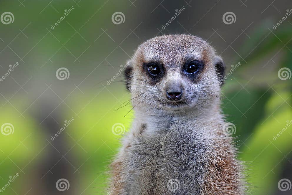 Cute meerkat stock image. Image of mammal, vision, watchful - 78207295