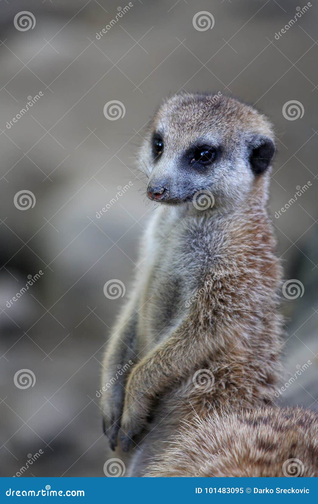 Cute meerkat on guard duty stock image. Image of mammal - 101483095