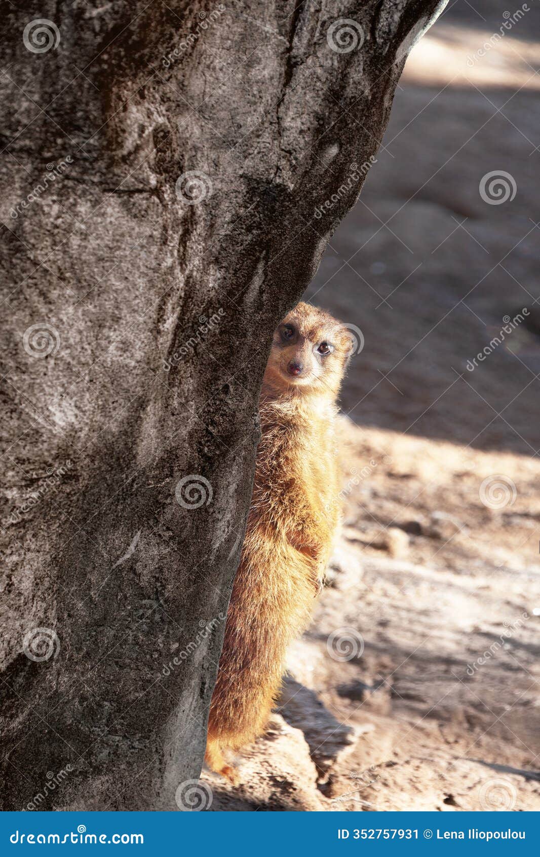 Cute Meerkat Hides Behind a Tree Stock Image - Image of animal, full ...