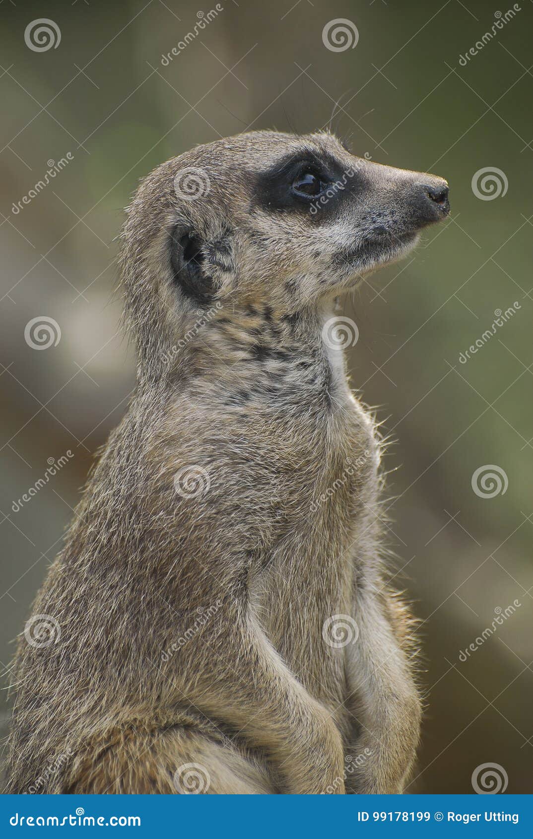 Meerkat stock image. Image of meerkat, creature, cute - 99178199