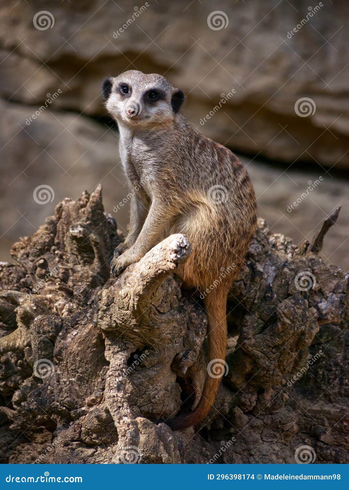 Cute Meerkat Sitting Relaxed and Looking at the Camera Stock Photo ...